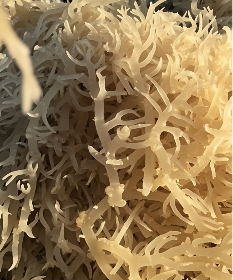 Sea Moss Benefits: A Guide to Nature's Superfood – Belo Sea Moss